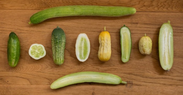 Cremeweiß, kugelrund oder stachelig: Gurken-Vielfalt in Bio LEBENSART